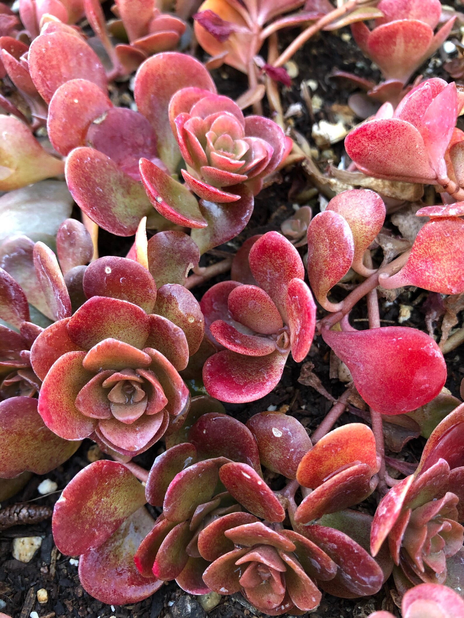 Rare Red Sedum Tetractinum Coral Reef green in Spring and | Etsy