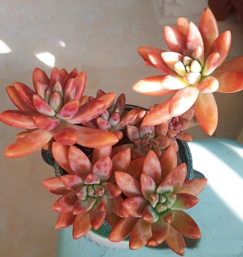 Graptosedum francesco Baldi Darley Sunshine Hardy - Etsy