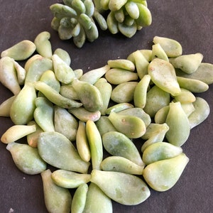 Calloused/sprouted Assorted Succulent Leaves, Multiple Varieties, Easy ...