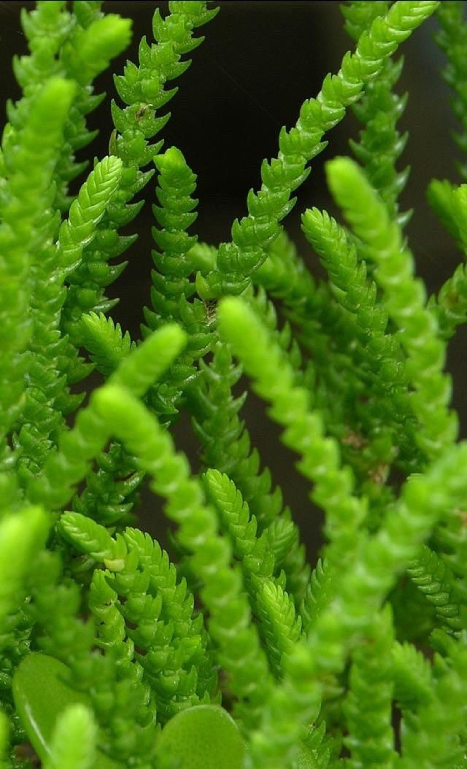 Watch Chain Zipper Plant Crassula Muscosa Princess Pine - Etsy