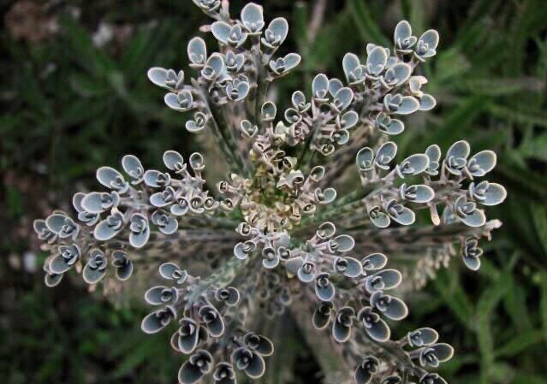 Mother of Thousands/ Alligator Plant/kalanchoe Houghtonni, Rare ...