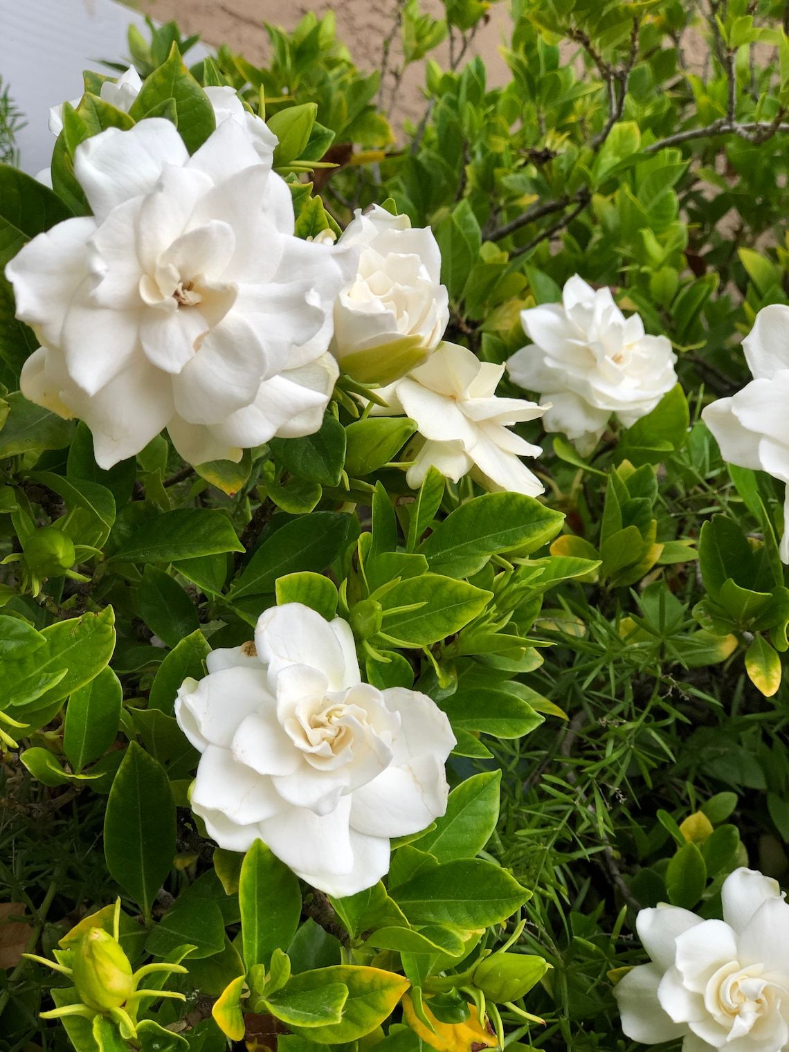 15 Sterilized Fragrant Gardenia Cuttings, Easy to Propagate, No Roots ...
