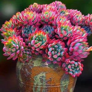 Sedeveria Blue Elf, Rare Succulents - Etsy