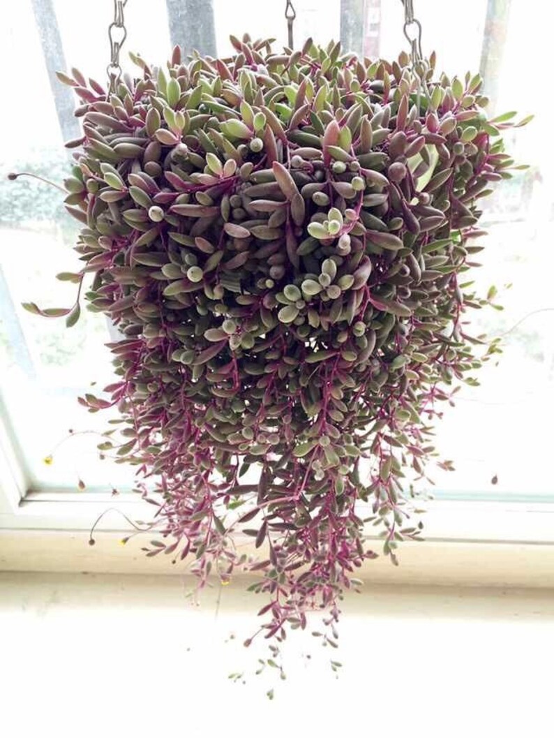 Ruby Necklace Othonna Capensis Colorful Trailing Succulents - Etsy