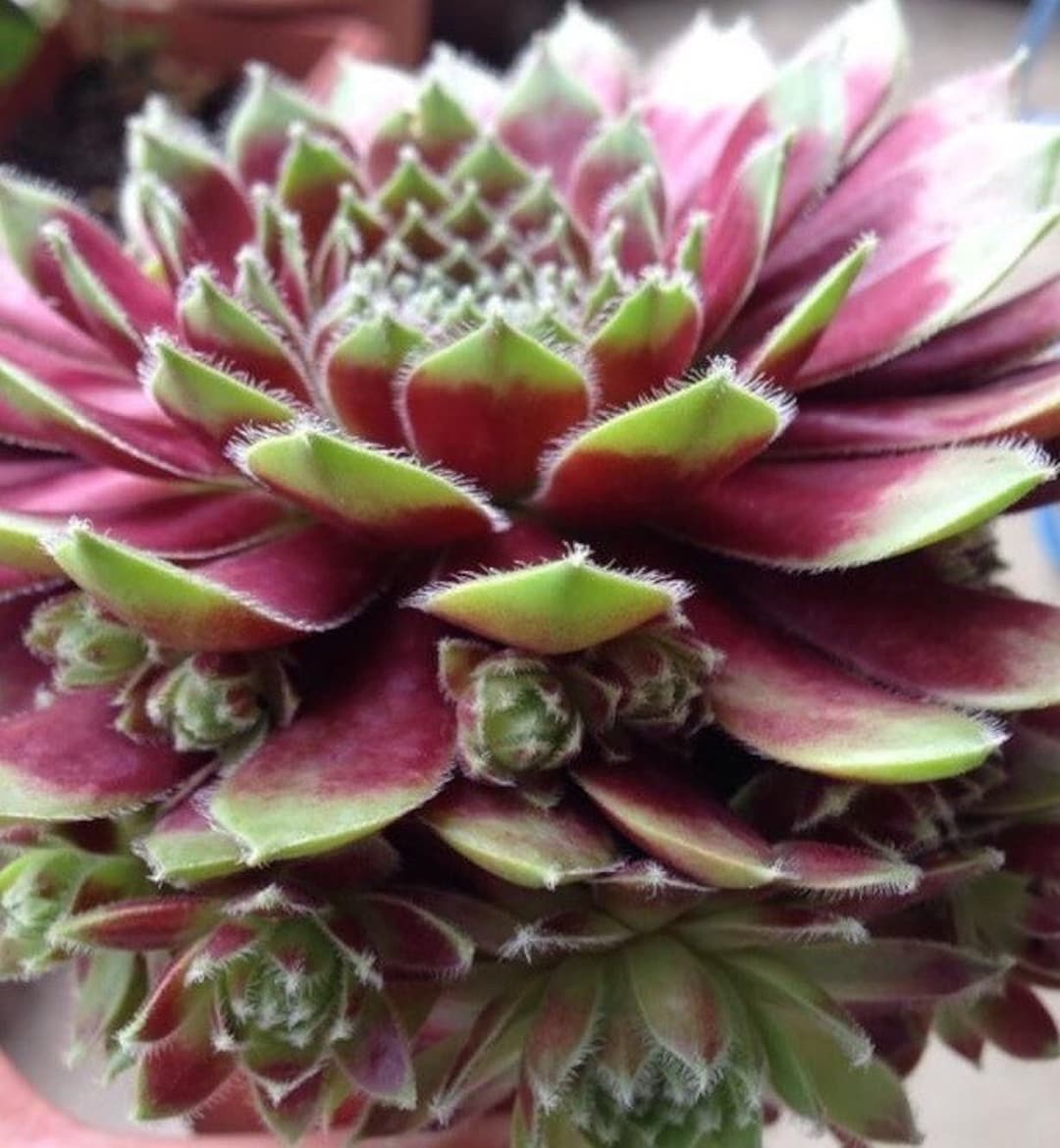 Sempervivum ‘ Jade Rose’, Hens and Chicks Succulents, Bare Root, Frost ...