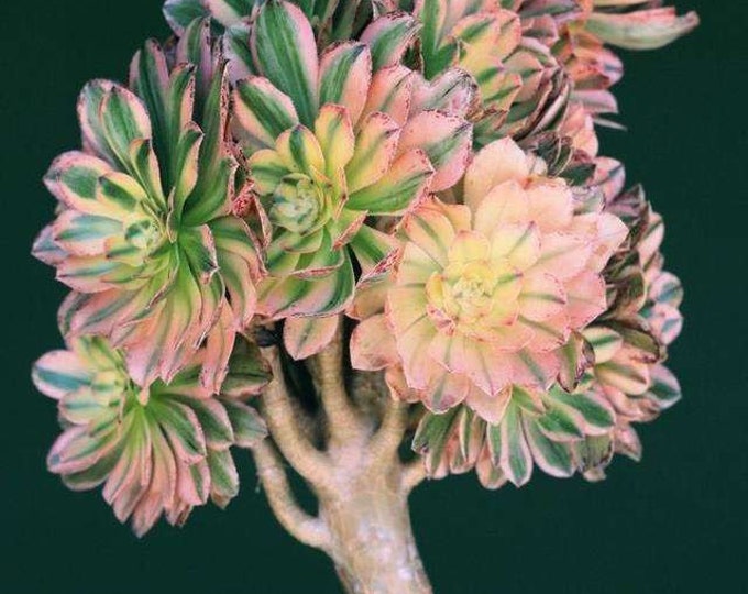 Aeonium Arboreum Luteoveriegatum, Rare Limited Variegated Aeonium ...