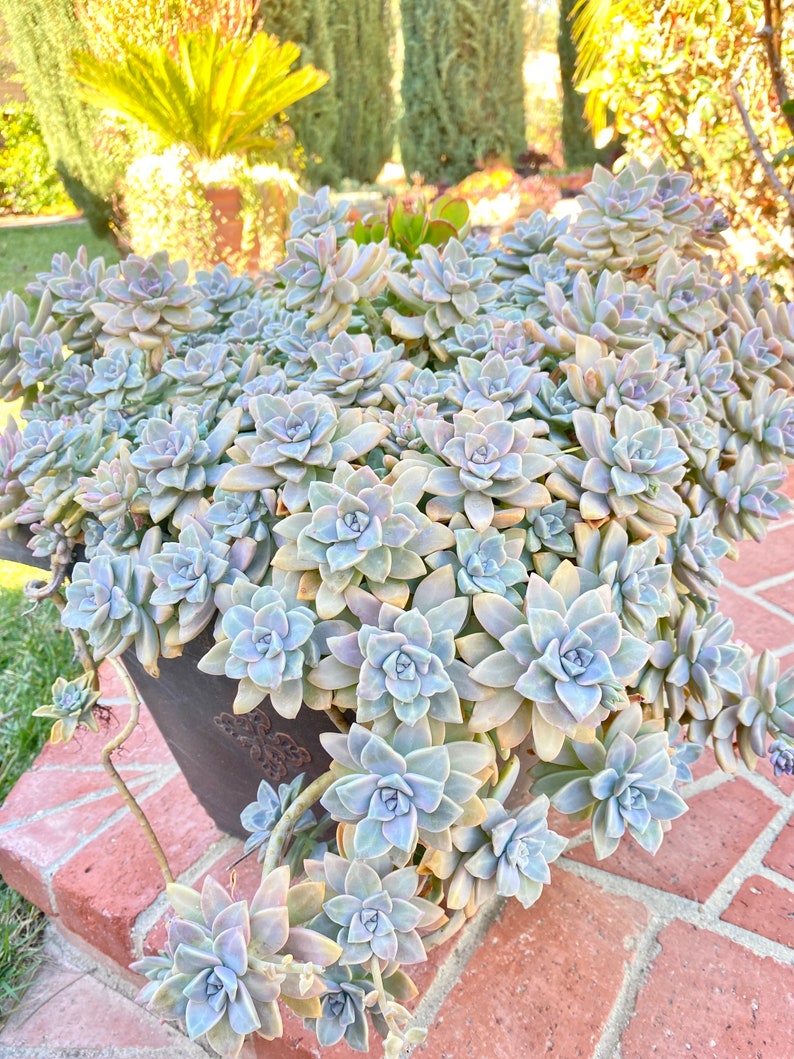 Graptopetalum Paraguayense Ghost Plant Mother of Pearl Most - Etsy