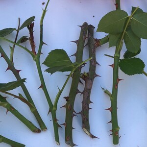 40 Tiffany Hybrid Tea Rose Stems, Sterilized Rose Cuttings, Stems for ...