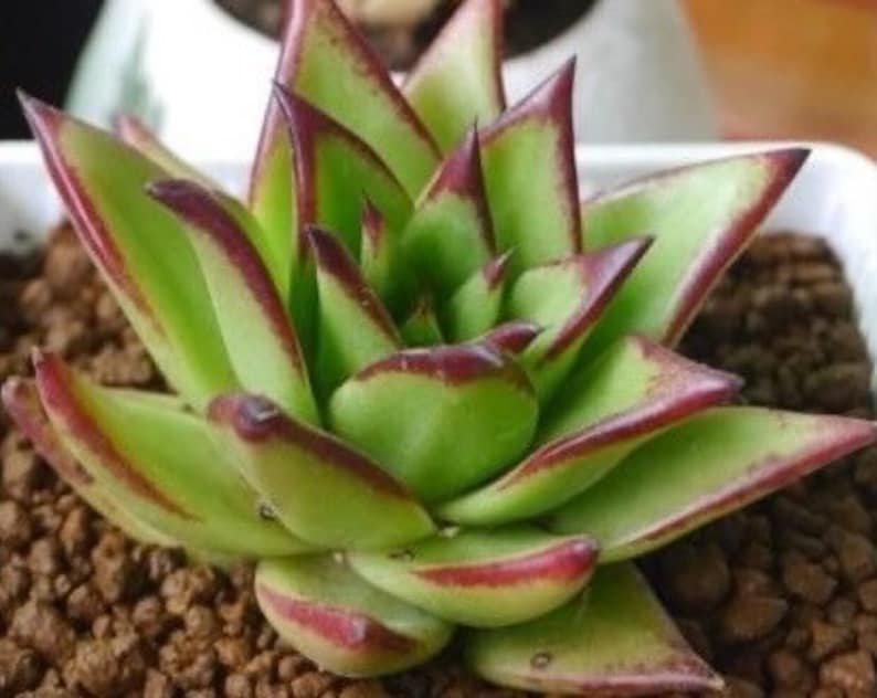 Echeveria Agavoides Lipstick, Rare Succulent, Limited Variety From Few ...