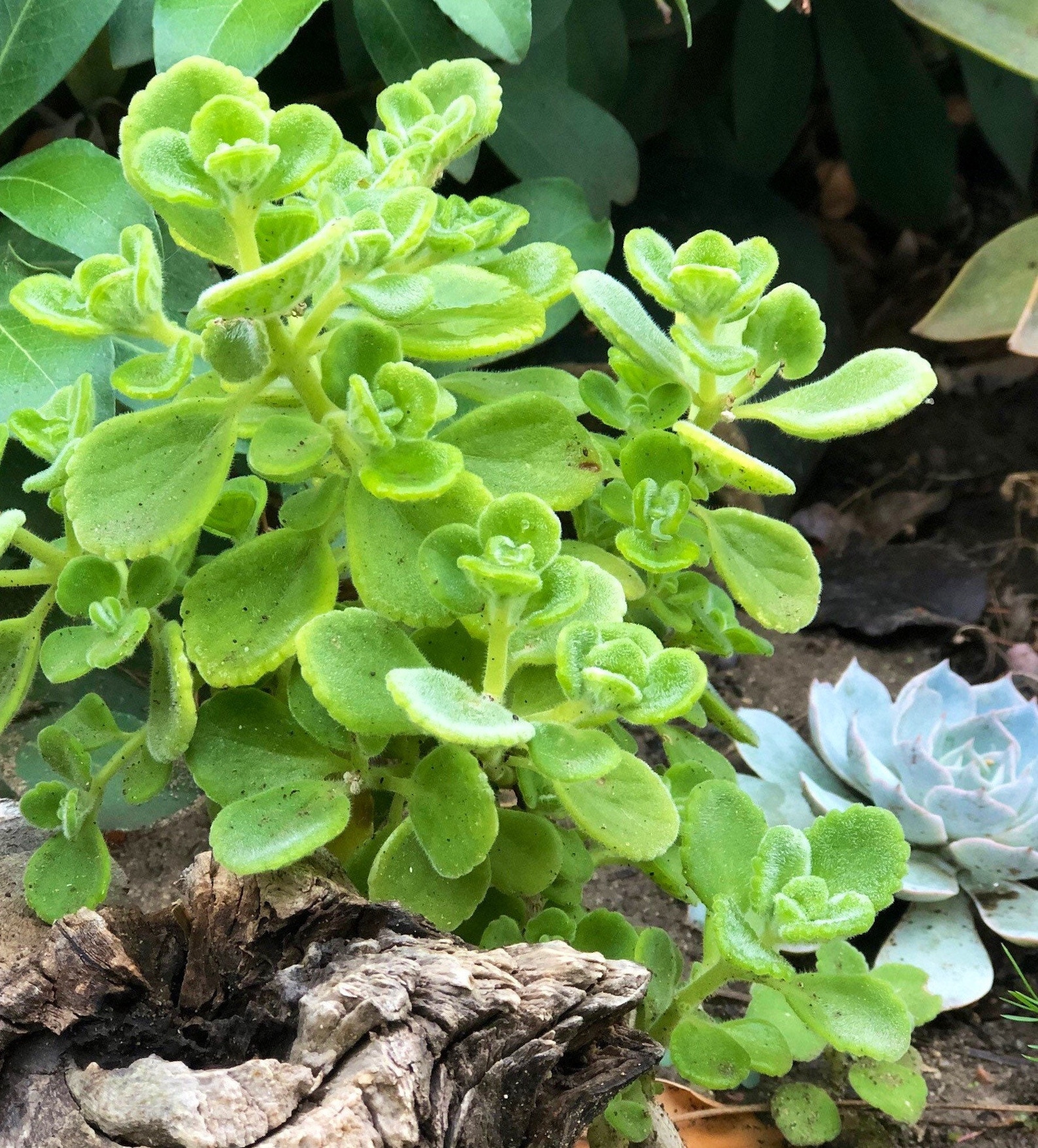 Vicks Plant, Plectranthus Tomentosa, Rare Herb/ Succulent With Pleasant ...