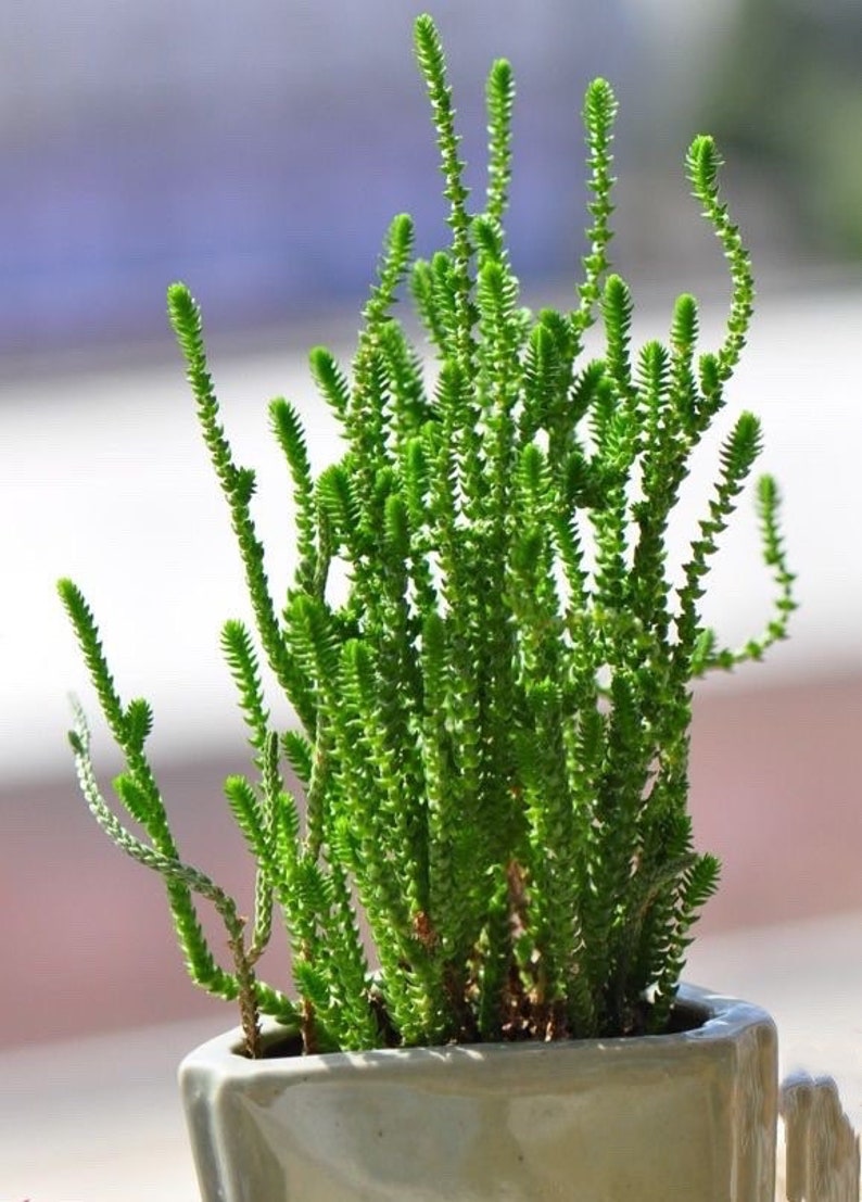 Watch Chain Zipper Plant Crassula Muscosa Princess Pine - Etsy
