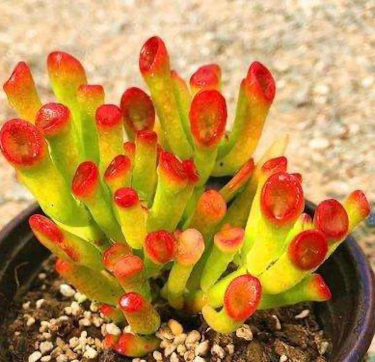 Crassula Ovata-gollum Jade Succulent ogre Ears shrek - Etsy