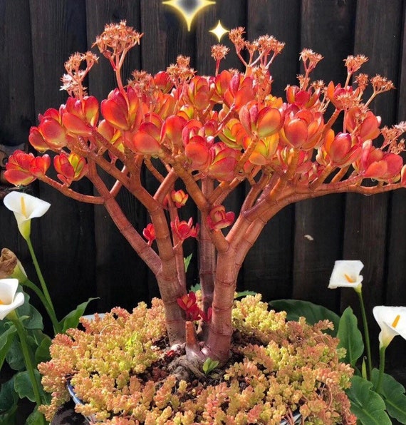 Jade money plant store