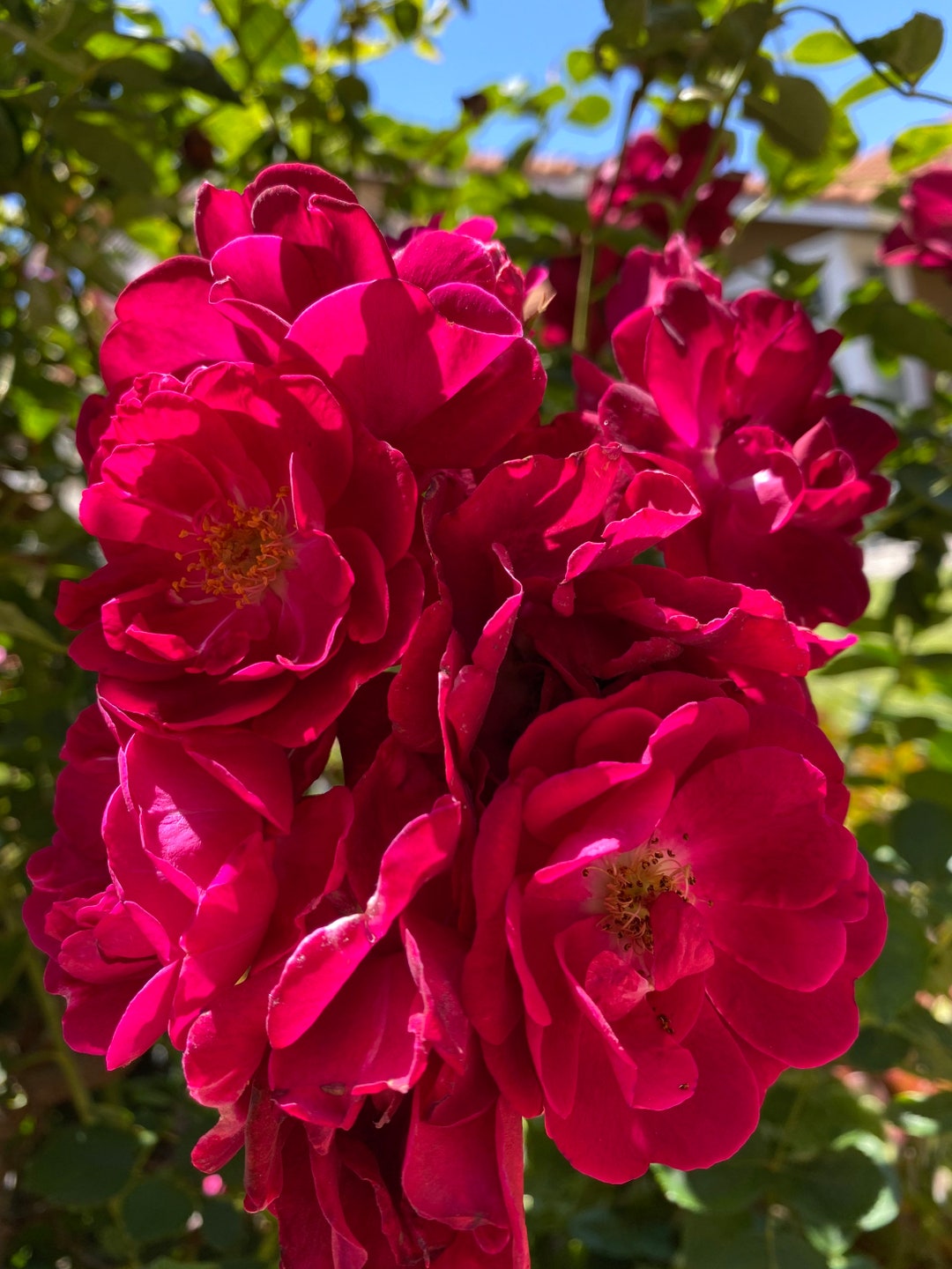 20 Sterilized Climbing Rose Stem Cuttings for Propagation, No Roots ...