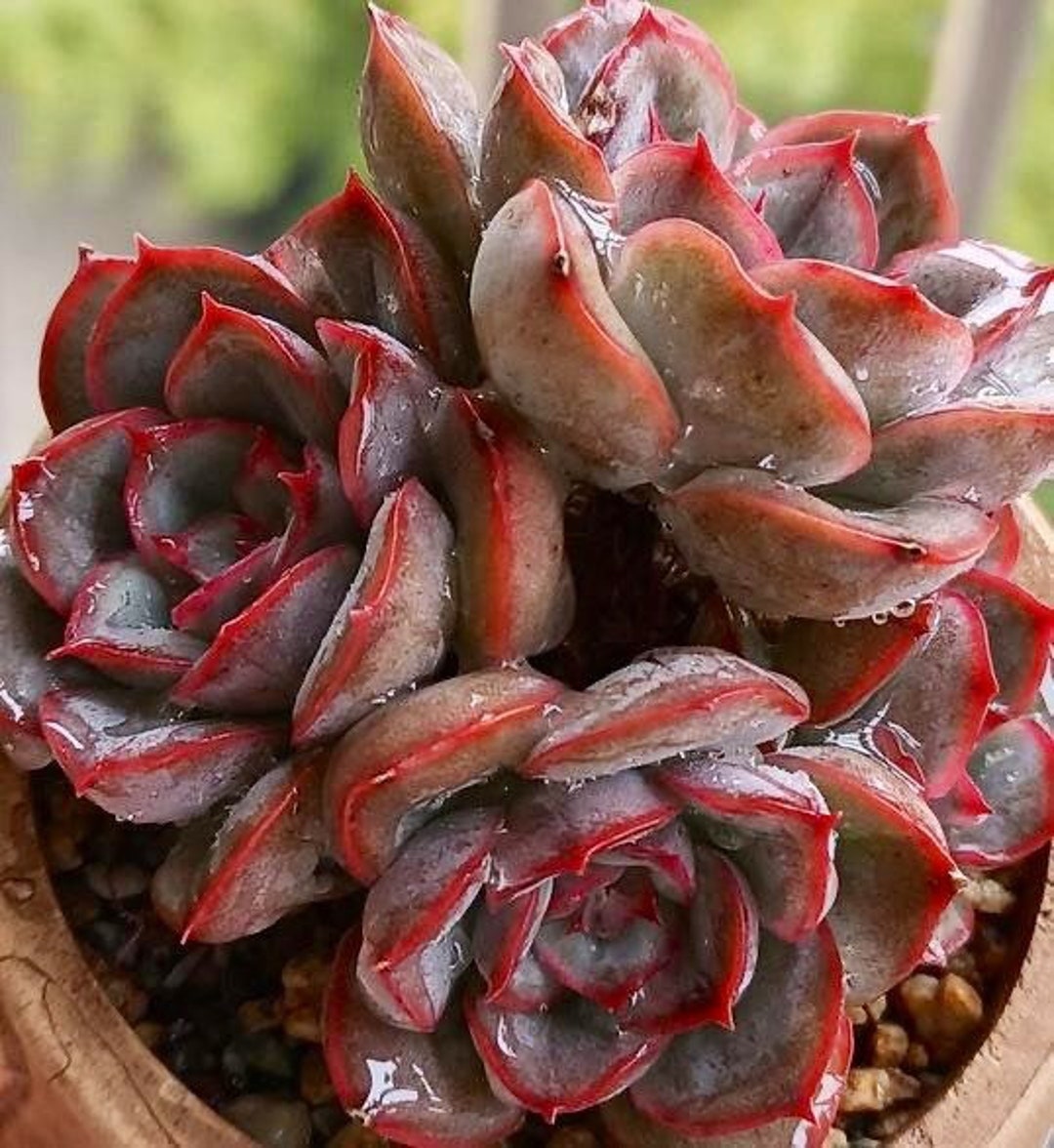 Echeveria Orion, Hardy Succulents, 1 Gallon Well Rooted - Etsy