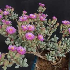 Sandstone Vygie Pink Oscularia Deltoides, RARE Hardy Succulents With ...