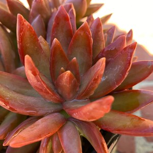 California Sunset, Sedum Sunset, Hardy Succulents - Etsy
