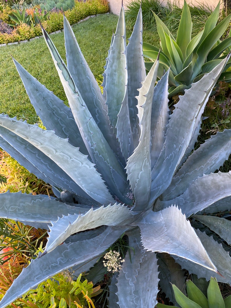 Agave Americana Common Names Century Plant Bare Rooted | Etsy