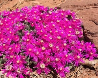Magenta Ice Plant - Etsy