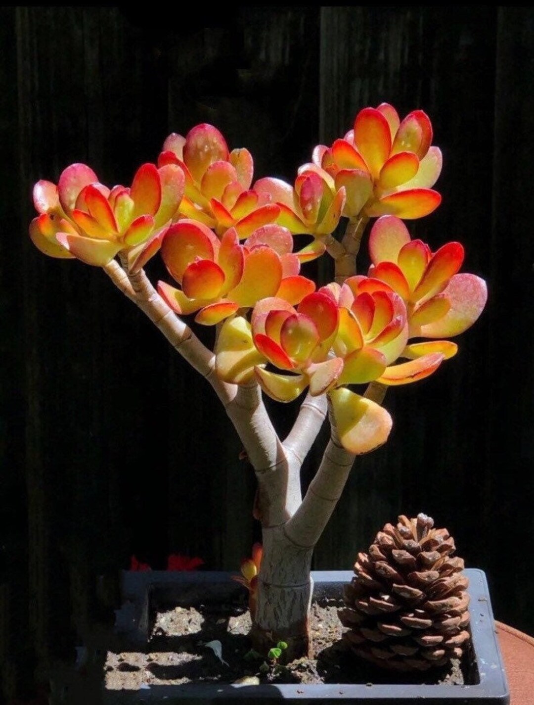 4”-22” Tall RED TIP Jade Crassula Ovata, Lucky Plant, Money Tree ...