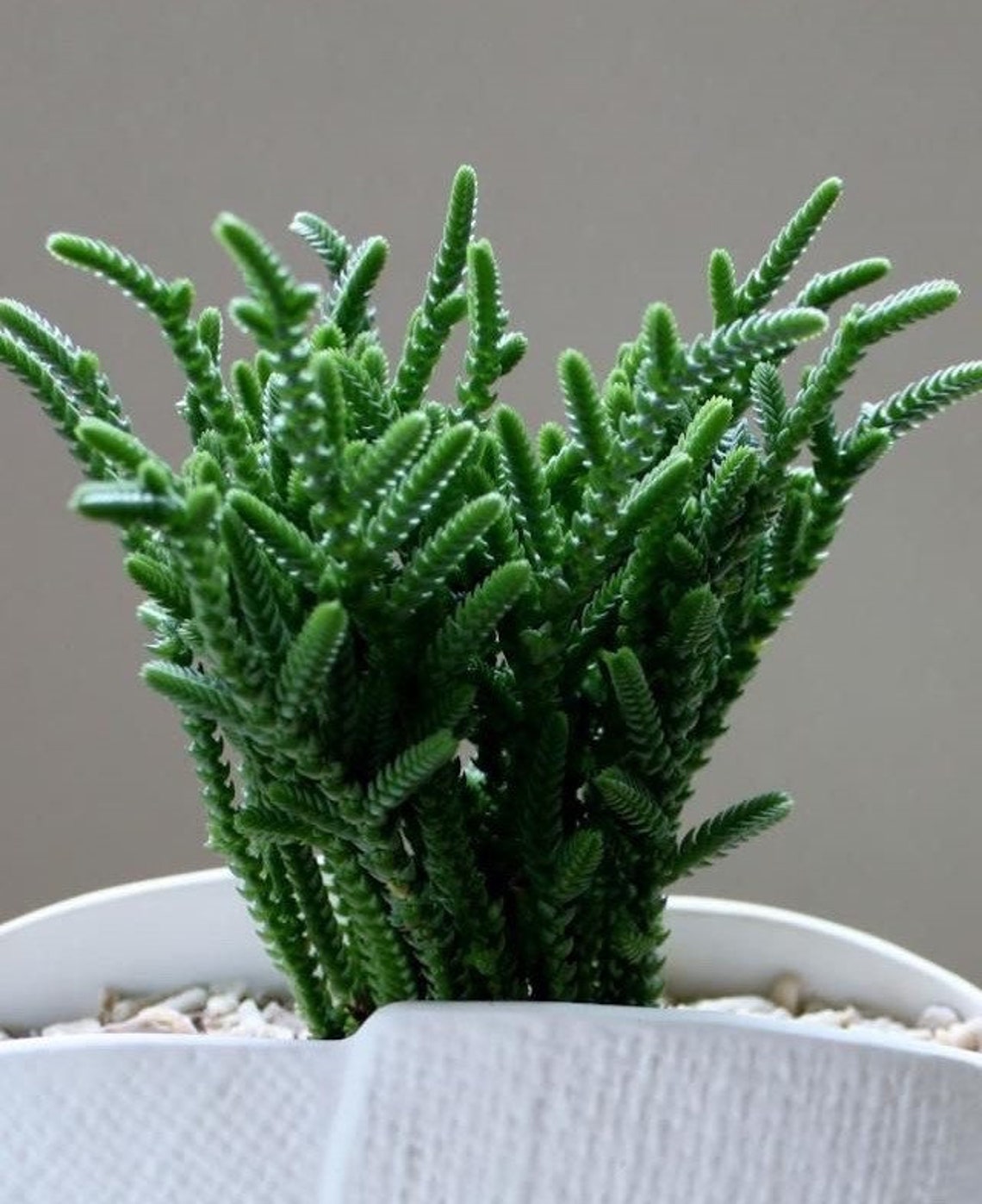 Watch Chain Zipper Plant Crassula Muscosa Princess Pine - Etsy