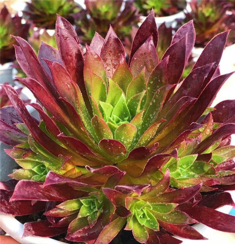 Aeonium Merlot, Rare, New Limited Aeonium Hybrid, Succulents, Easy to ...