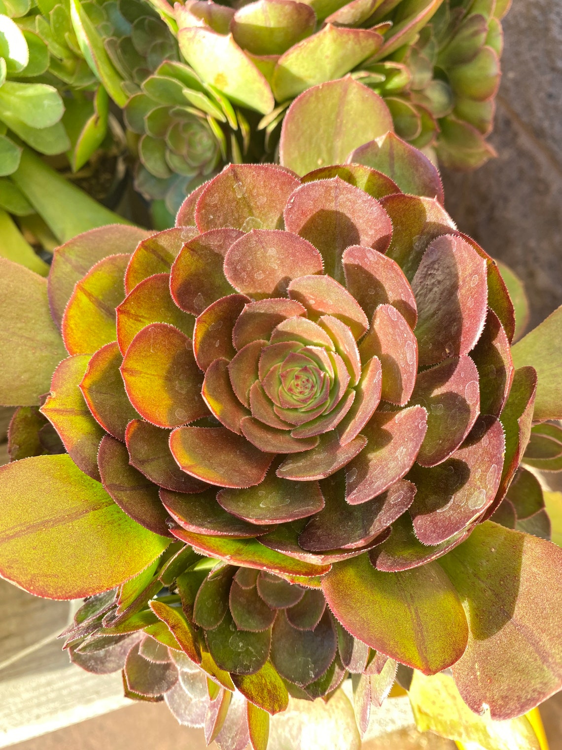 Aeonium Medeira Rose Halloween Hybrid Succulent Very Rare - Etsy