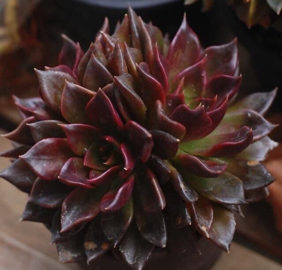 Echeveria Preta, Rare Succulents, Well Roooted 4” in Pot - Etsy