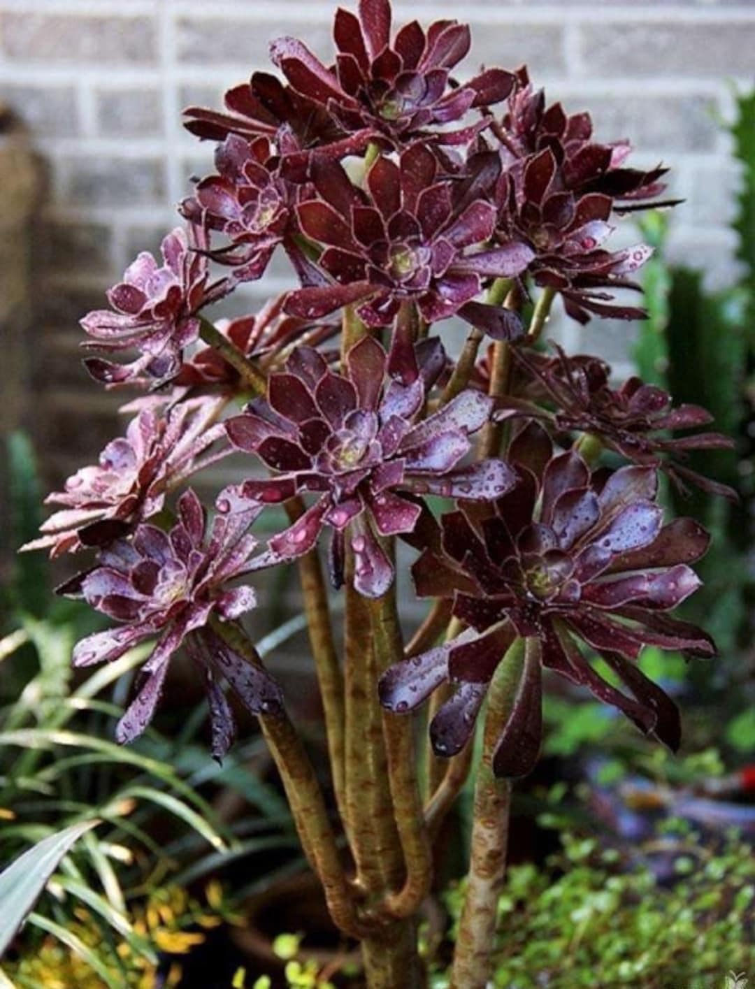 Clearance Price, Aeonium Black Beauty, Aeonium Arboreum Zwartkop, Black ...
