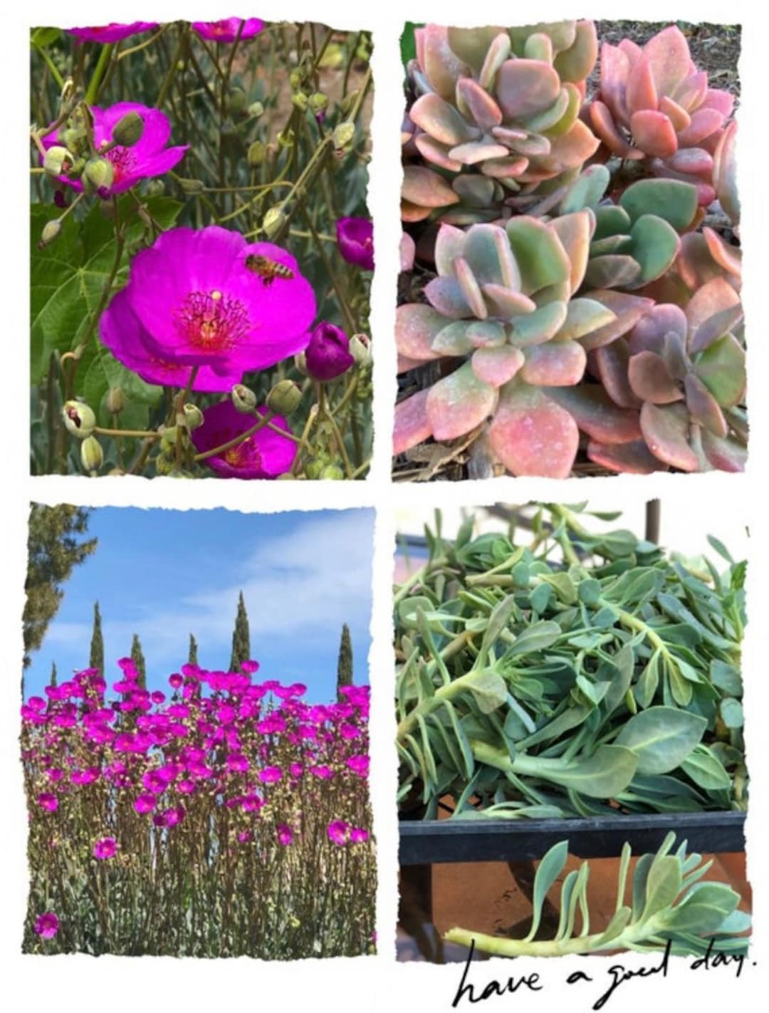 Clearance,rare Rock Purslane/calandrinia Spectabilis, the Most Heat ...