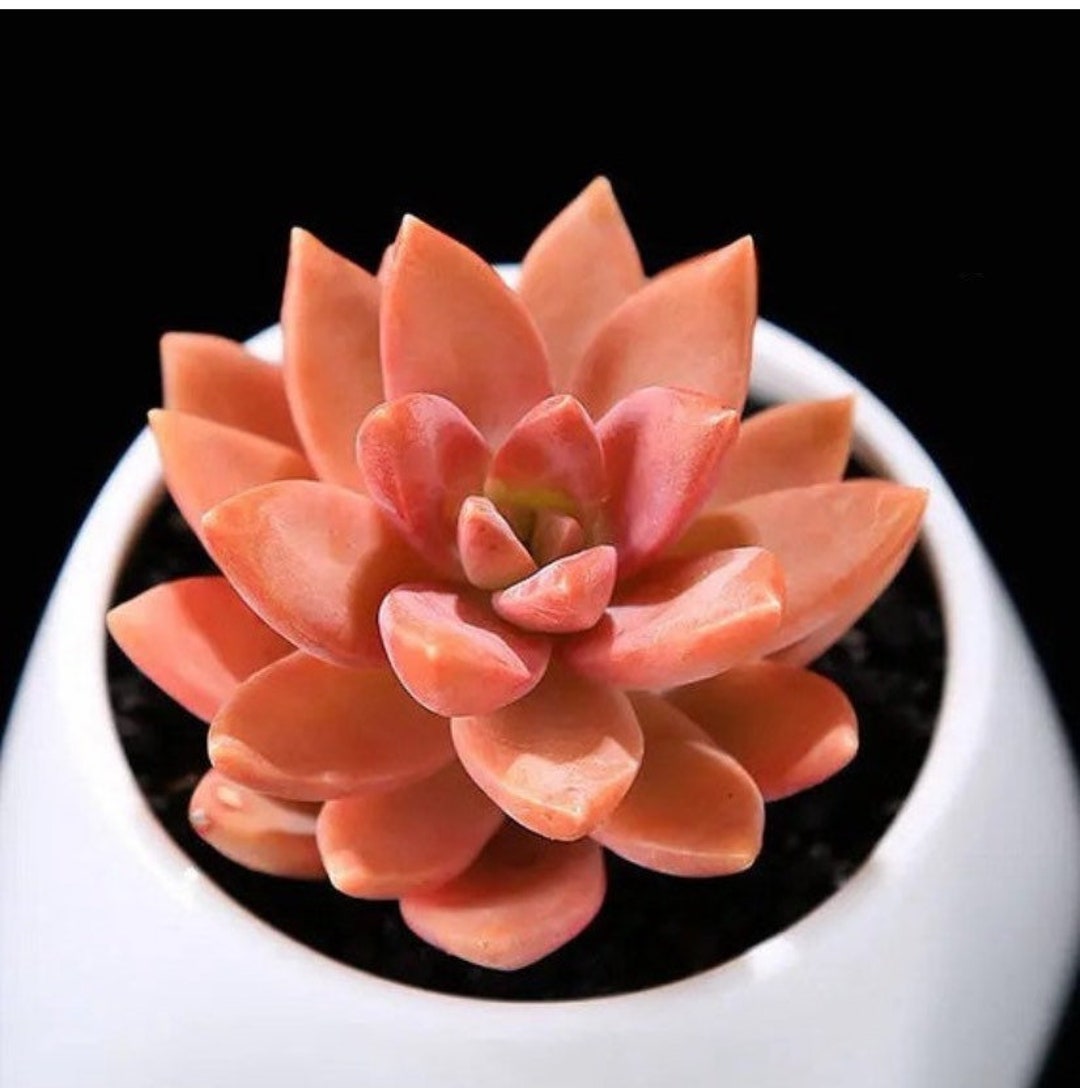 California Sunset, Sedum Sunset, Hardy Succulents - Etsy
