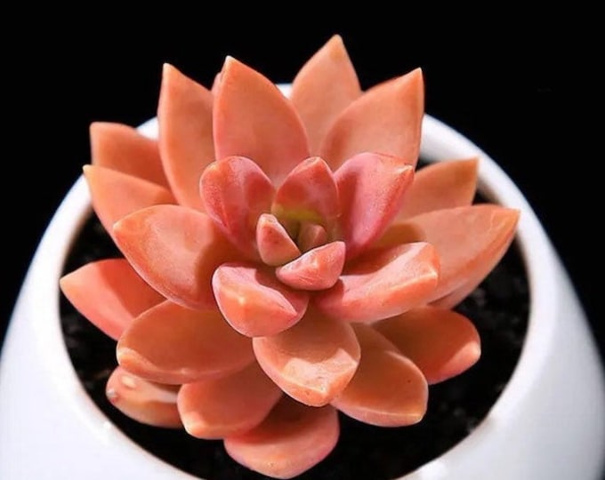 California Sunset, Sedum Sunset, Hardy Succulents - Etsy