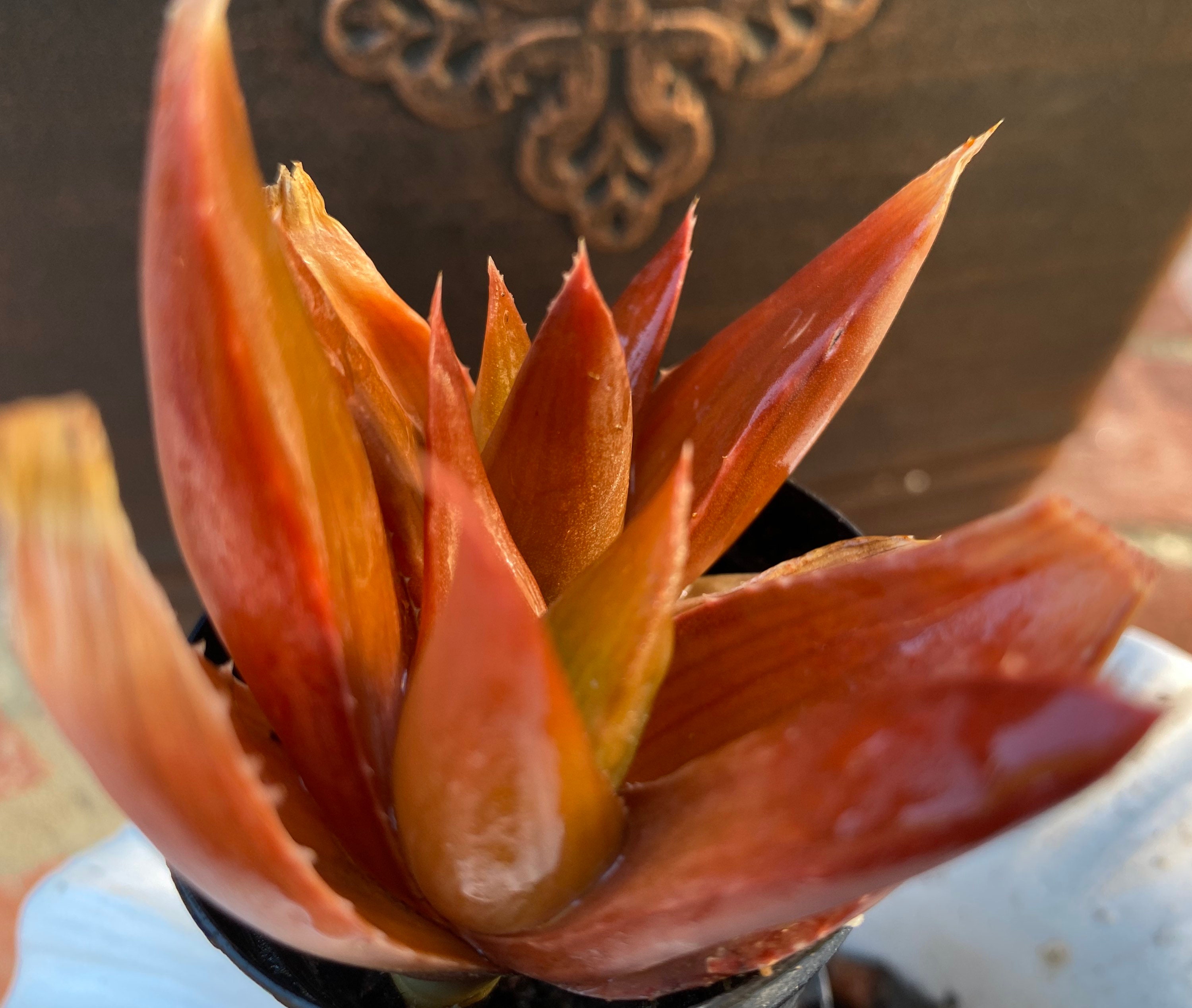 Haworthia Pentagona Succulent Very Rare Easy Grow Stay - Etsy