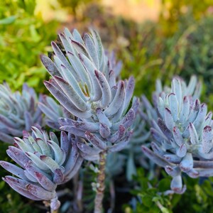 Cotyledon Orbiculata, White Sprite, Rare Succulent, White Powdered - Etsy