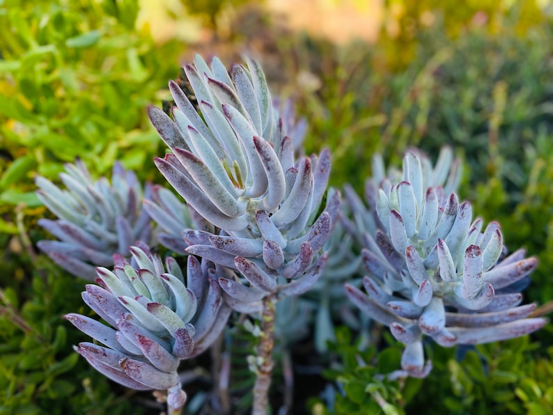 Cotyledon Orbiculata White Sprite Rare Succulent White - Etsy