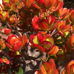Red Tip Jade Succulent Crassula Ovata, Lucky Money Tree, Bonsai - Etsy