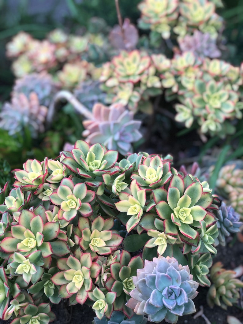 5 RARE Large Assorted Aeonium Cuttings, Multiple Heads, Easy Care Hardy ...