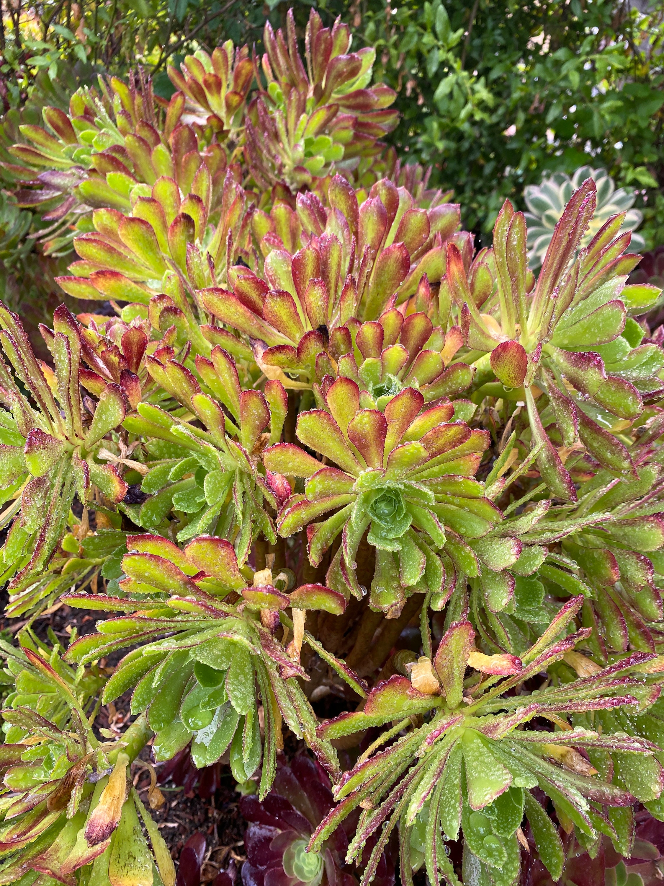 Aeonium Sunset, Rare Limited Hybrid Variegated Aeonium Succulents, Easy ...