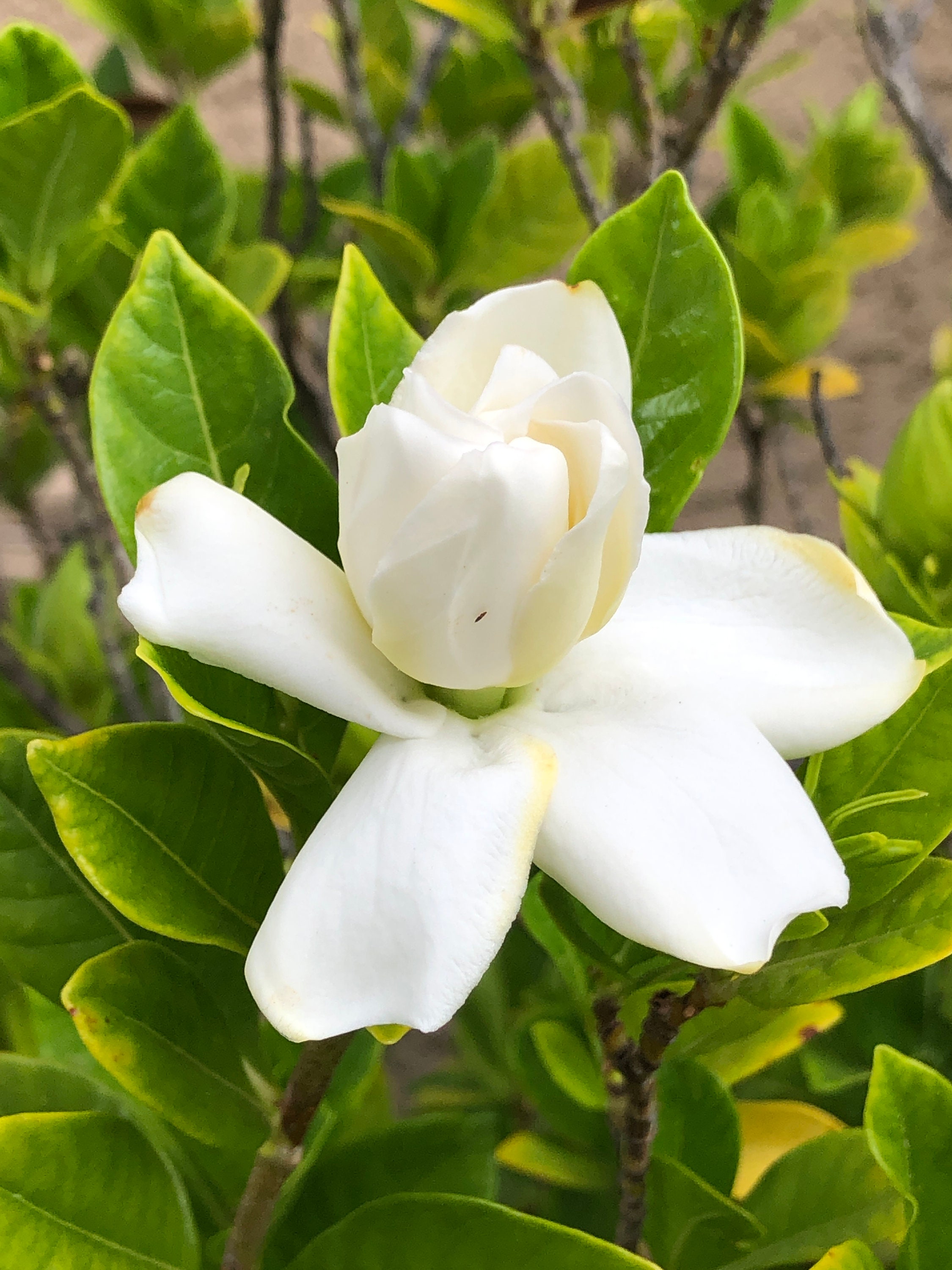 15 Sterilized Fragrant Gardenia Cuttings, Easy to Propagate, No Roots ...