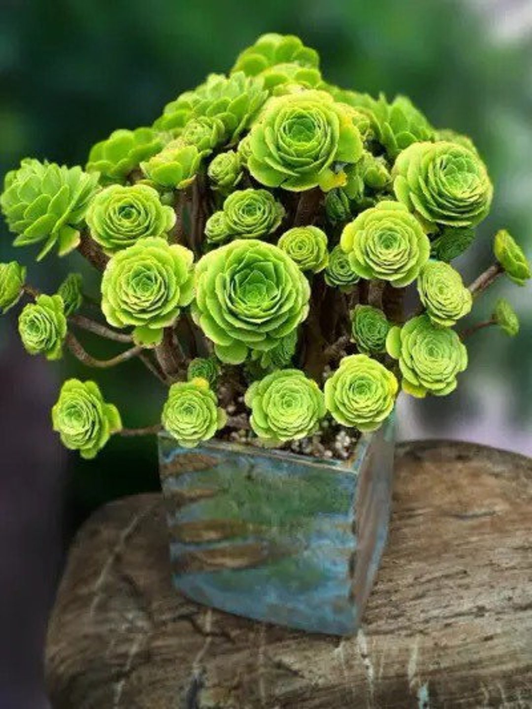 S18-aeonium Greenovia, Diplocycla Var Gigantea, Mountain Rose, 10 ...