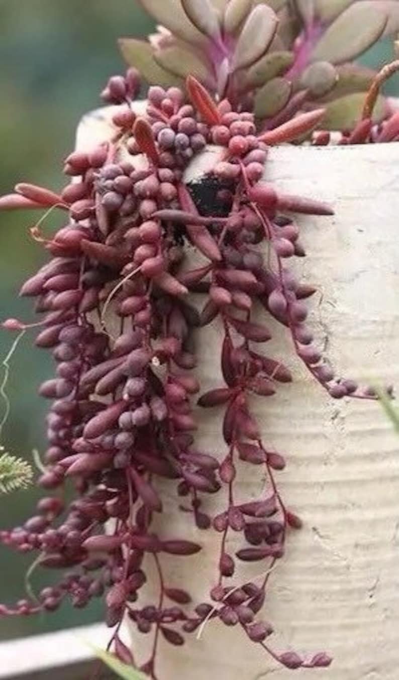 Ruby Necklace Othonna Capensis Colorful Trailing Succulents - Etsy