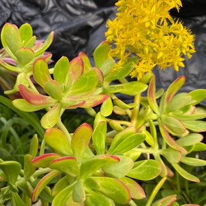Sedum Dendroideum, Tree Stonecrop, Rare Succulents With Massive Long ...