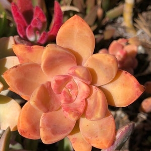 California Sunset, Sedum Sunset, Hardy Succulents - Etsy
