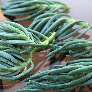 Blue Chalk Sticks，curio Repens, Easy Grow Hardy Succulents, Beautiful ...