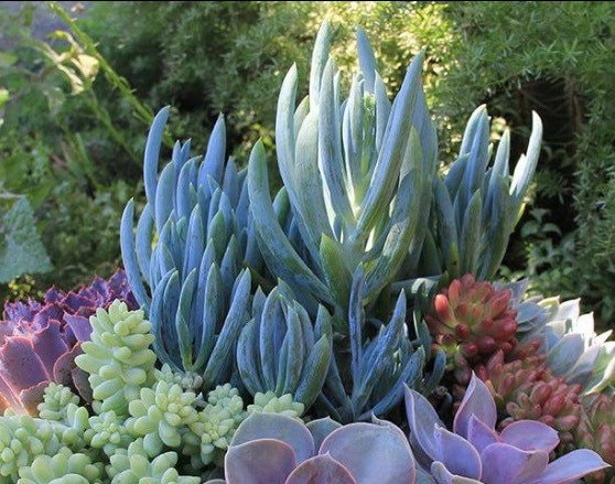 Blue Chalk Stickscurio Repens Easy Grow Hardy Succulents - Etsy