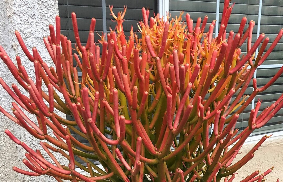 Multiple 6”+ Fire Stick Stem Cuttings, Hardy Euphorbia, Pencil Cactus ...