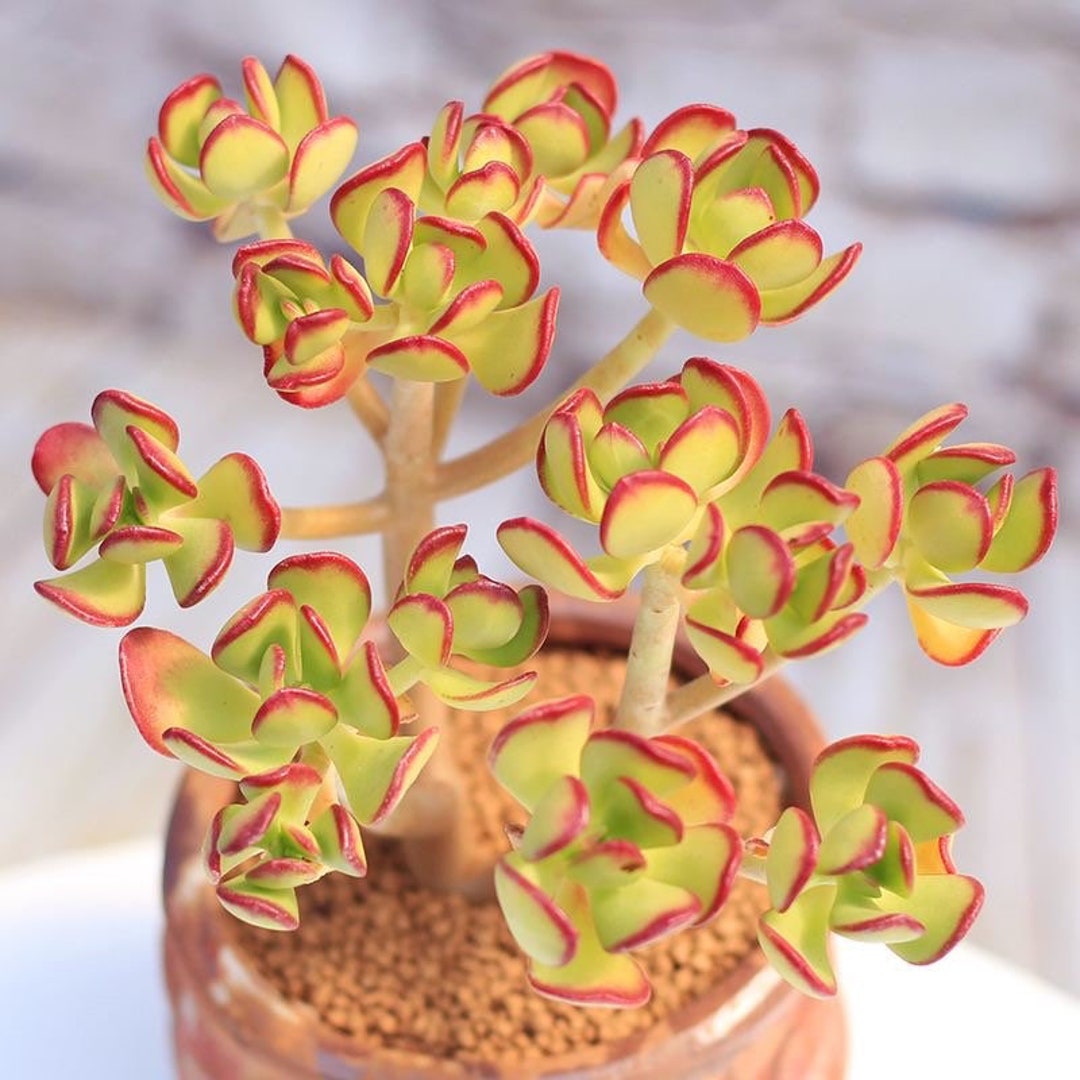 Sedum Dendroideum, Tree Stonecrop, Rare Succulents With Massive Long ...