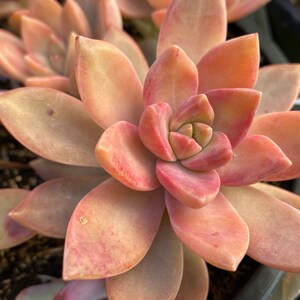 California Sunset, Sedum Sunset, Hardy Succulents - Etsy