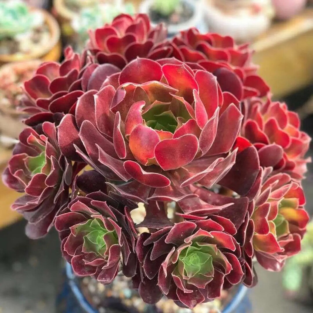 Authentic Aeonium Arboretum Velour European Glossy Dark Red - Etsy