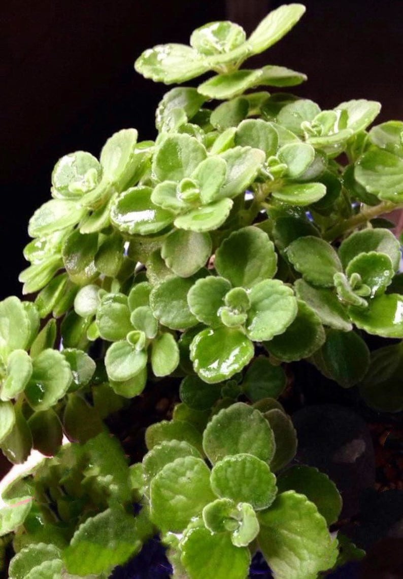 Vicks Plant Plectranthus Tomentosa Rare Herb/ Succulent With - Etsy